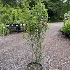 Betula nigra Birch - River, #5 container Clump form - Behmerwald Nursery
