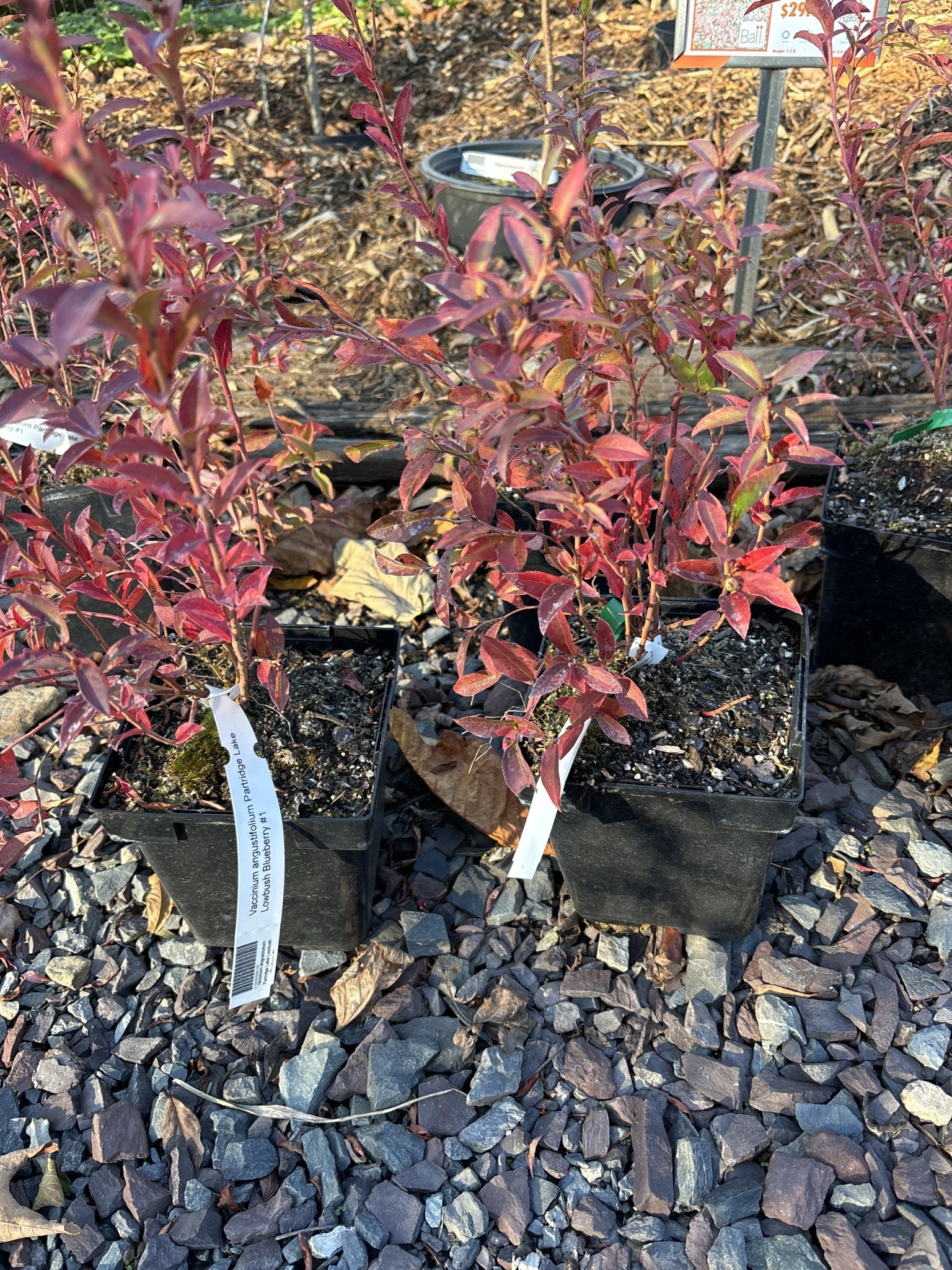 Vaccinium angustifolium Partridge Lake Lowbush Blueberry #1 ...