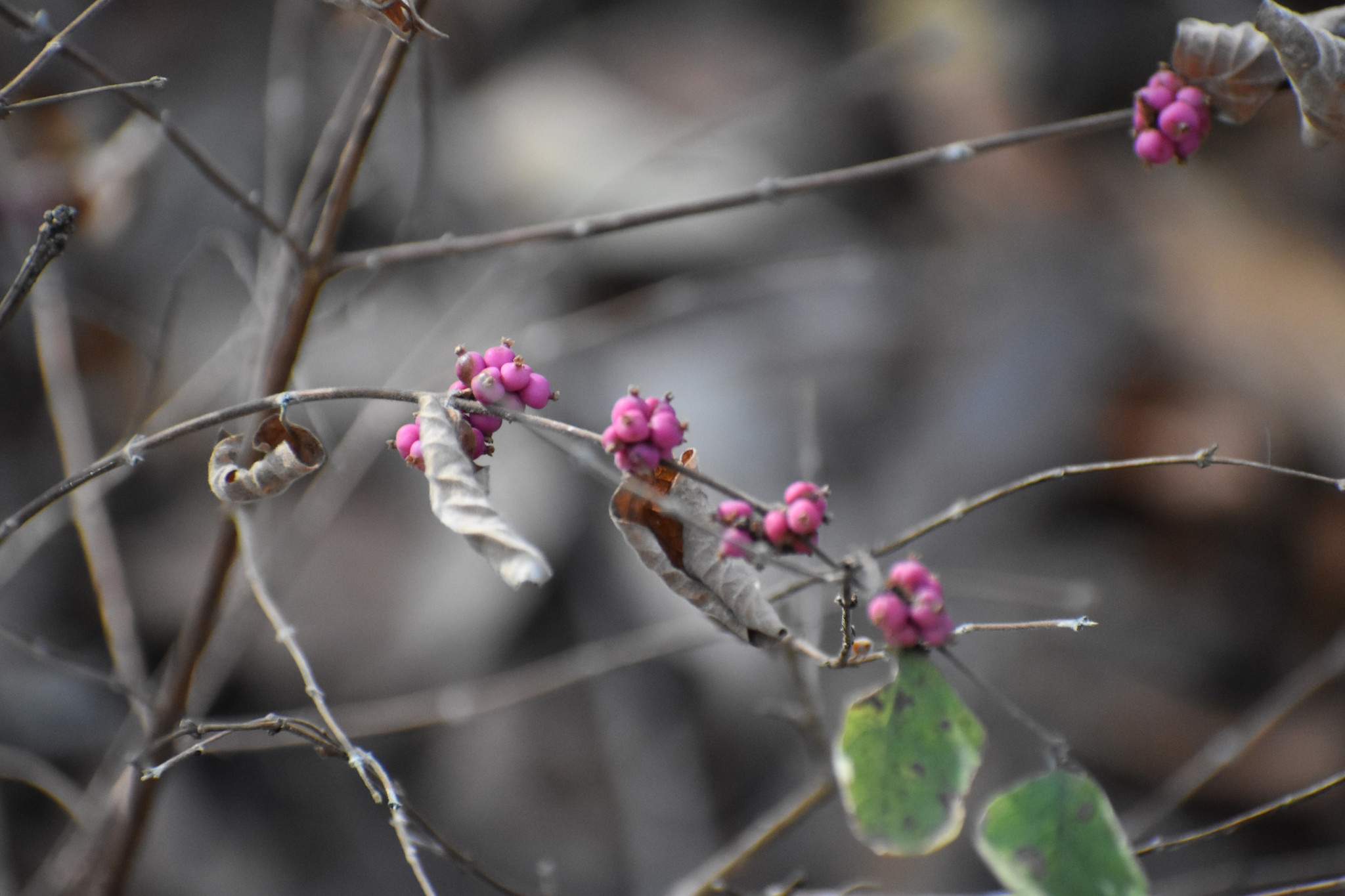 symphoricarpos orbiculatus, Coralberry #3 - Behmerwald Nursery