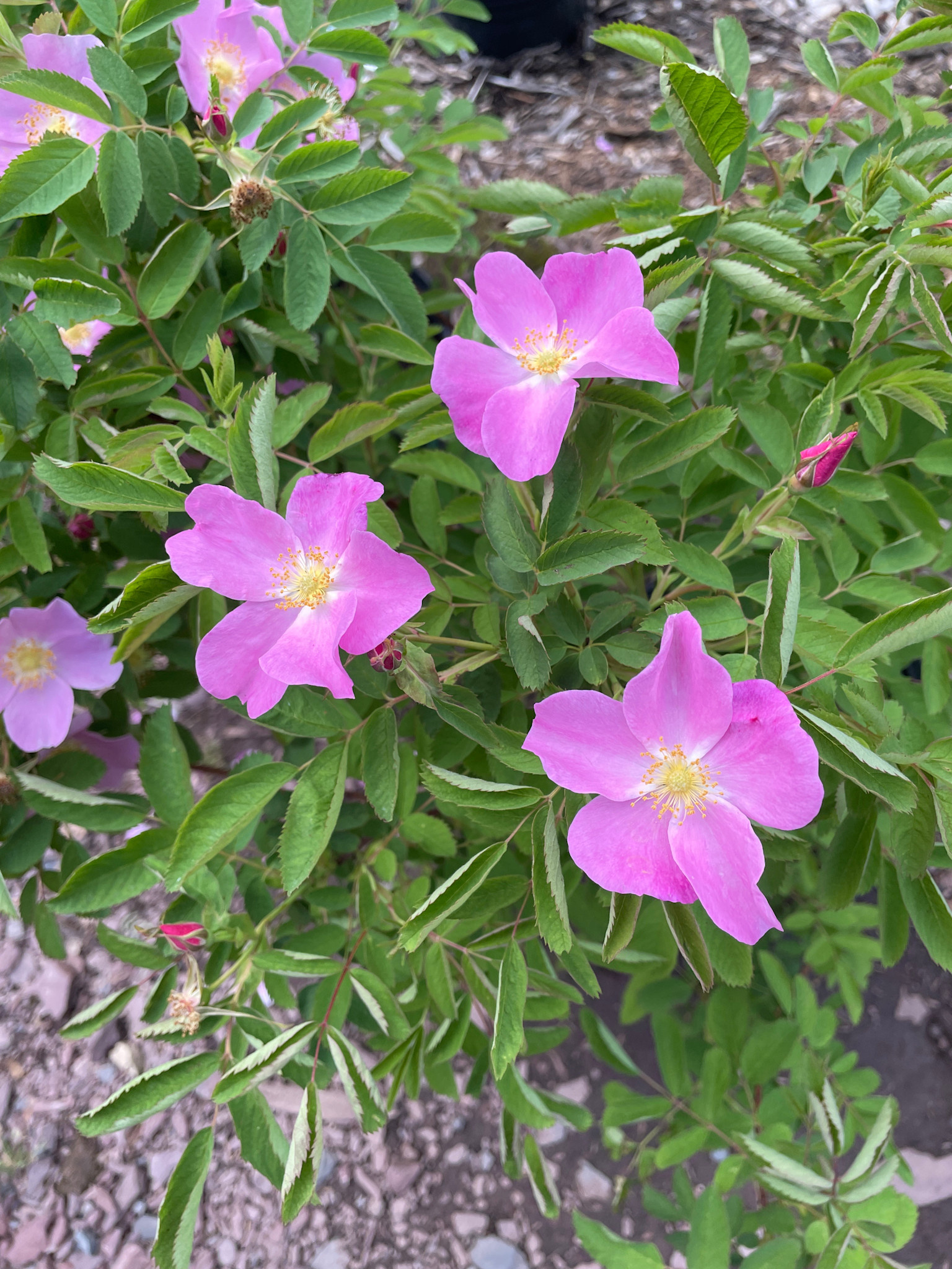 Rosa blanda, Smooth Rose #3 - Behmerwald Nursery