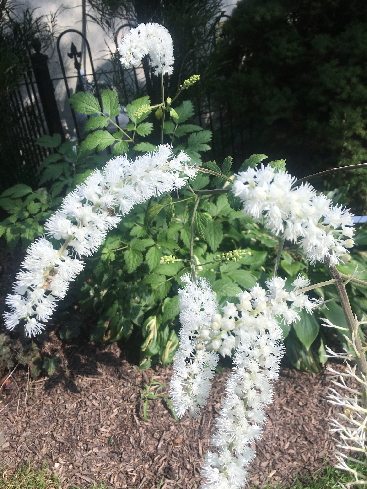 Cimicifuga / Actaea racemosa Snakeroot, Black Cohosh - Behmerwald Nursery