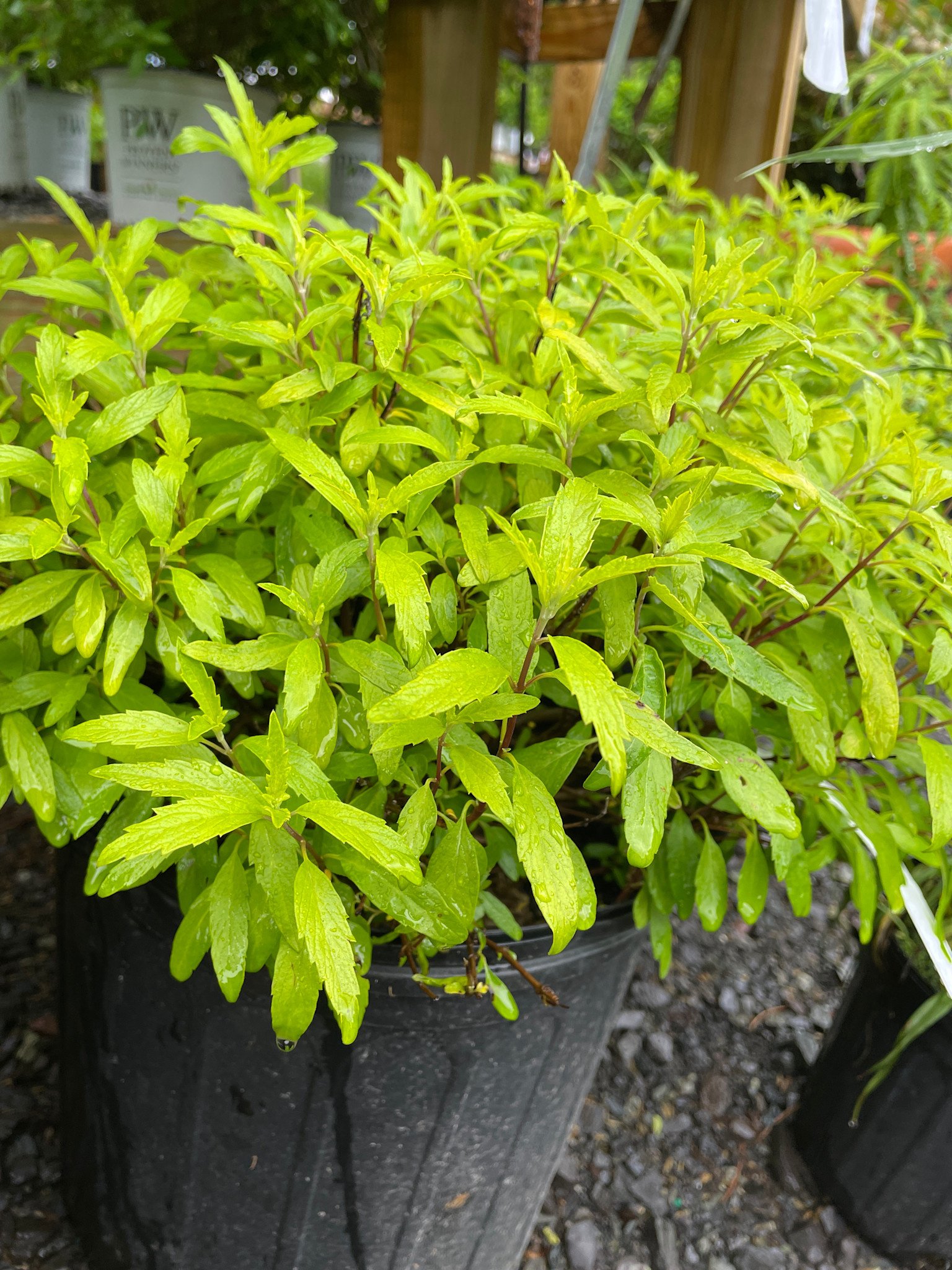 Caryopteris Beekeeper, Bluebeard #3 - Behmerwald Nursery