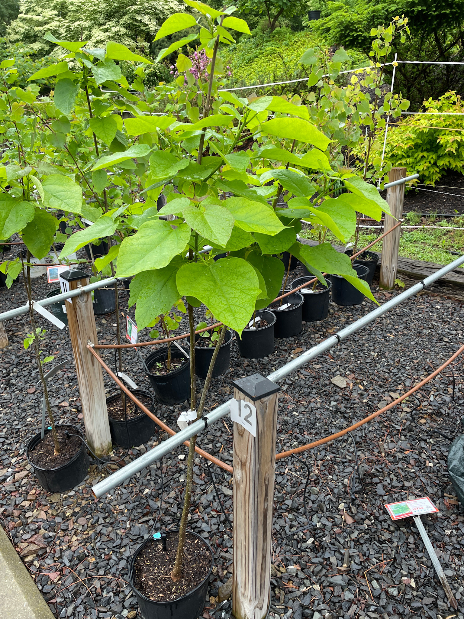 Catalpa speciosa, Northern Catalpa #3 - Behmerwald Nursery