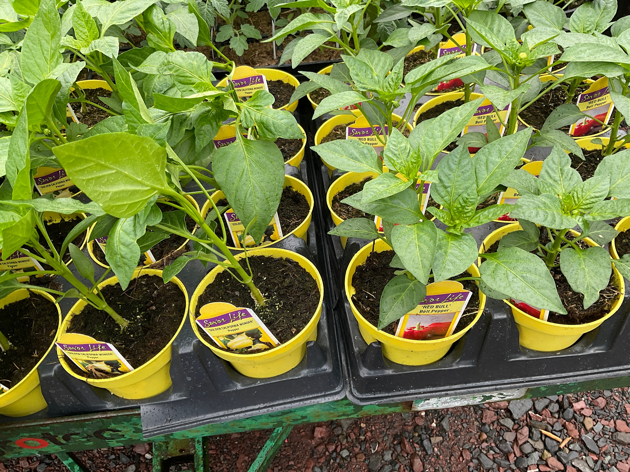 Peppers, Assorted- Vegetable, 4.5" pot - Behmerwald Nursery