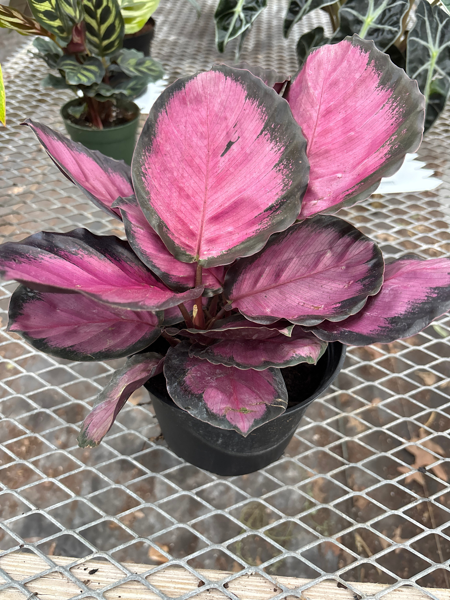 Calathea 'Pink Star' - Behmerwald Nursery