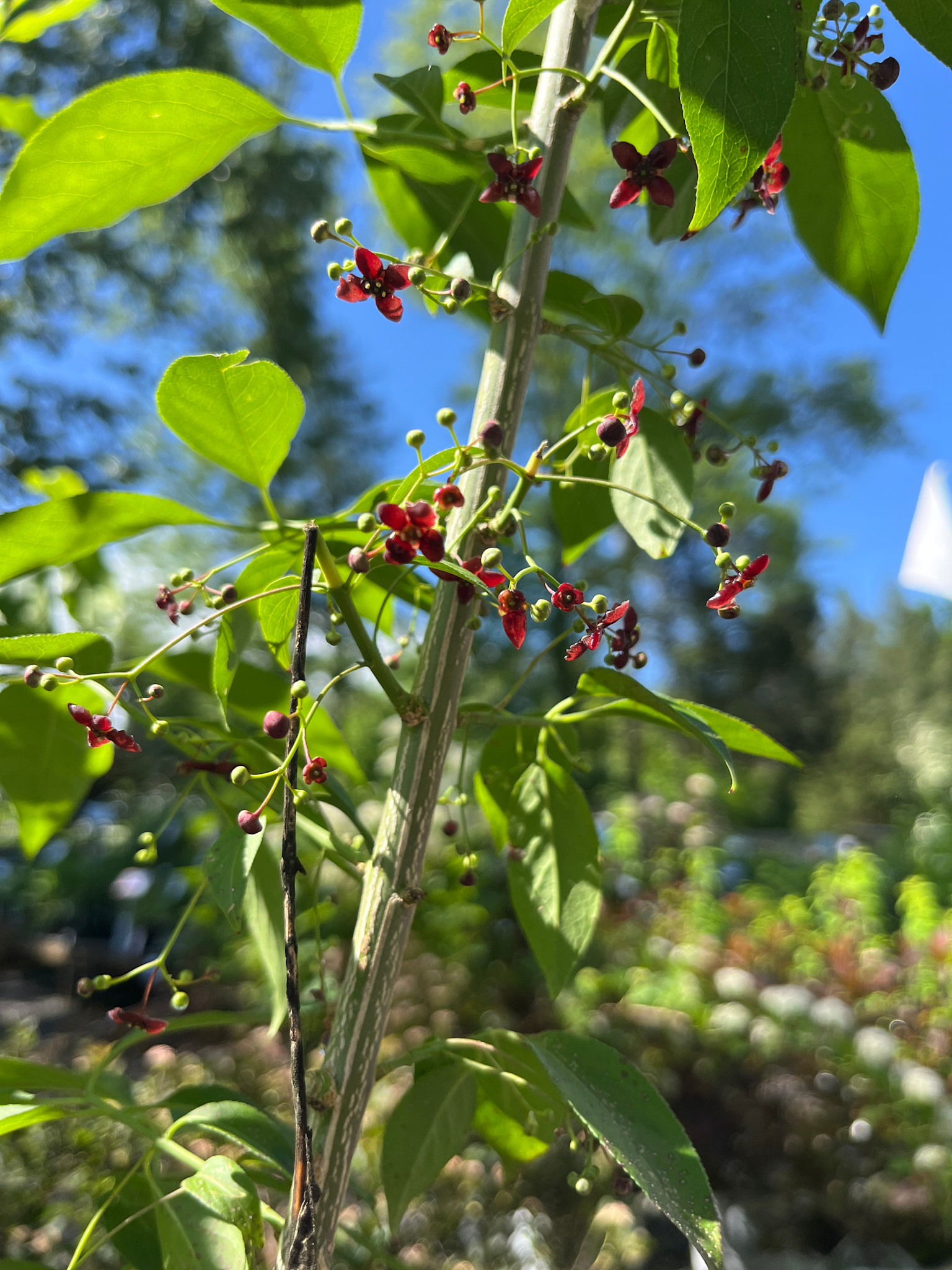 Euonymus atropurpureus, Eastern Wahoo #3 - Behmerwald Nursery