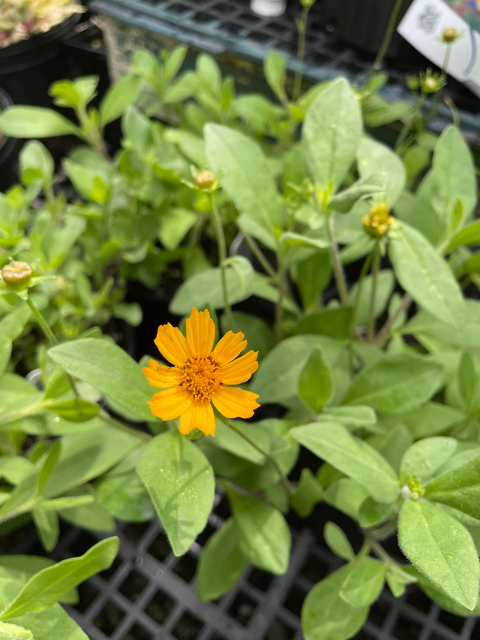 Coreopsis pubescens 'Sunshine Superman, Star Tickseed, #1 - Behmerwald ...