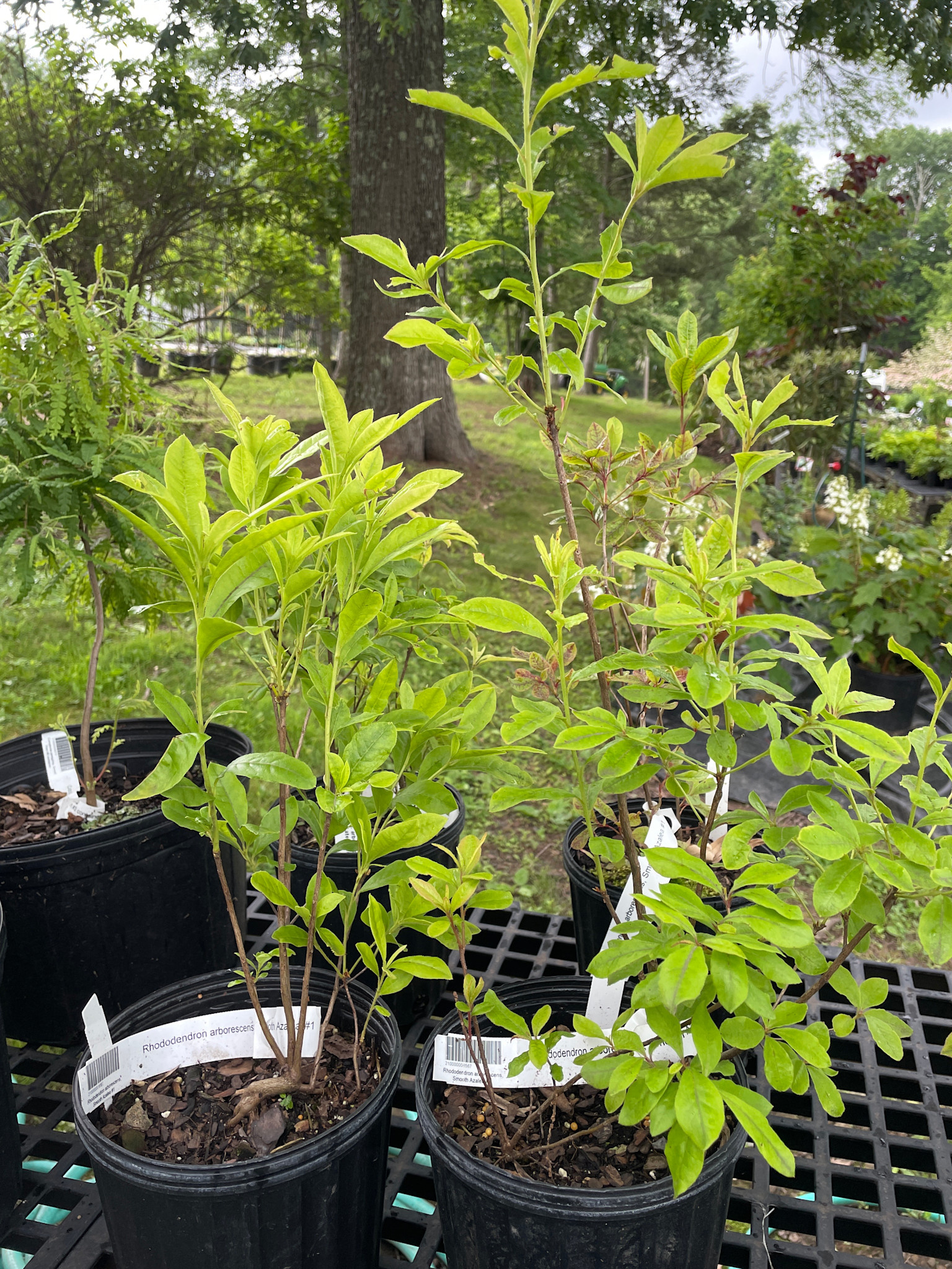 Rhododendron arborescens, Smooth Azalea #1 - Behmerwald Nursery