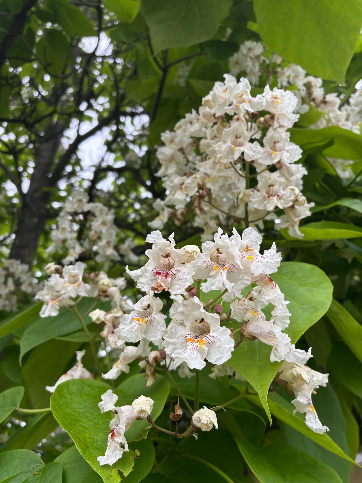 Catalpa speciosa | Behmerwald Nursery - Behmerwald Nursery