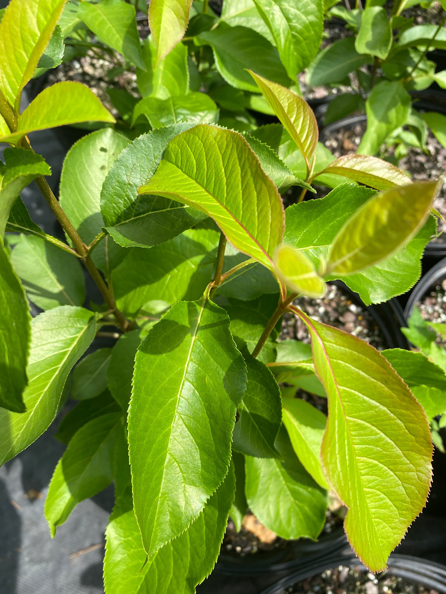 Viburnum Lentago Viburnum - Nannyberry, #5 - Behmerwald Nursery