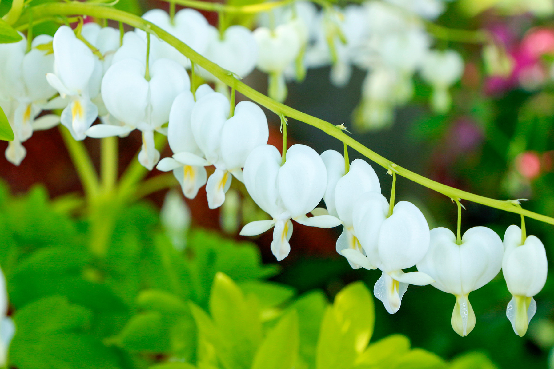 Dicentra spectabilis White Gold, Bleeding Heart, #1 - Behmerwald Nursery