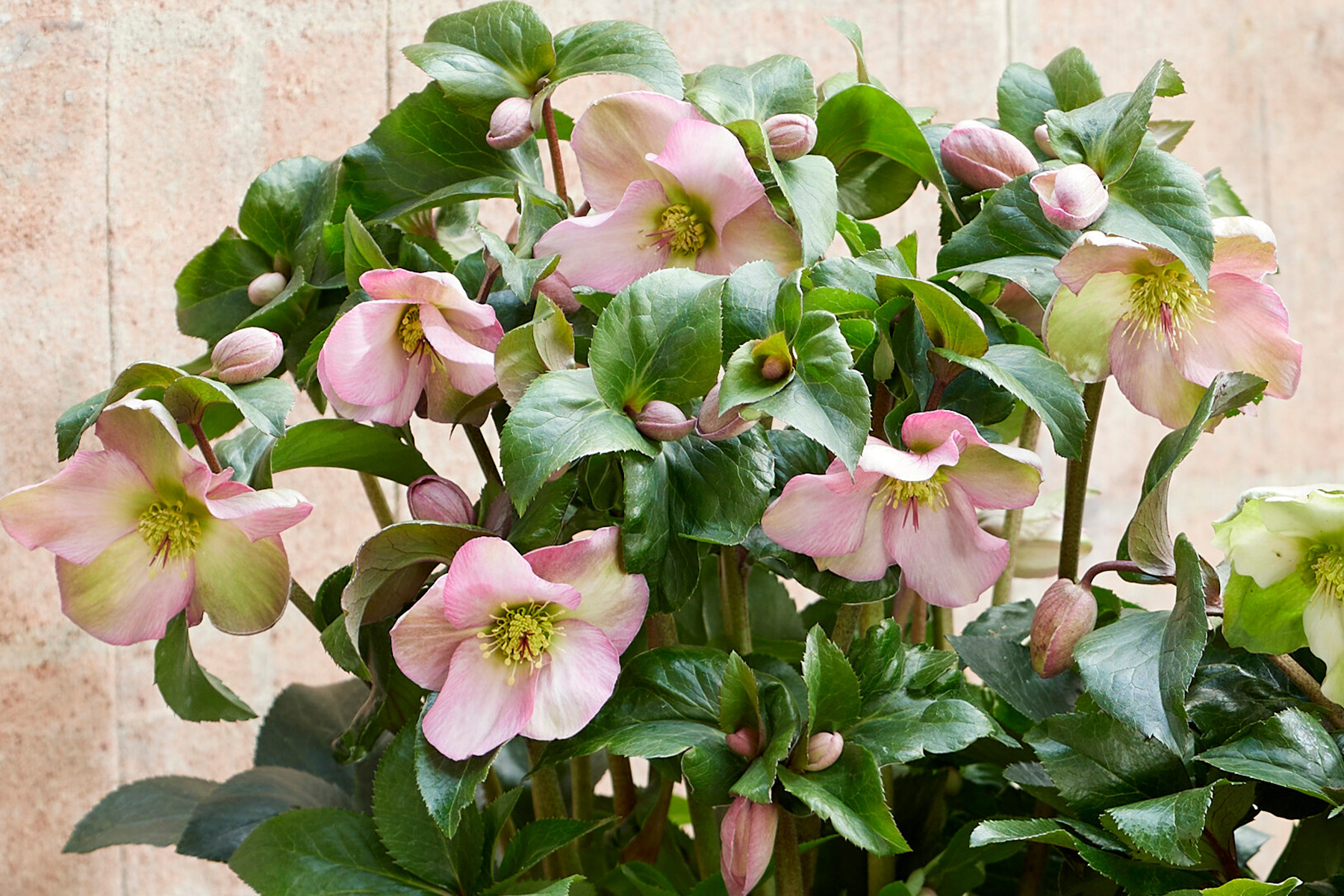 Helleborus Winter Sparkle Pink, Lenten Rose #1 - Behmerwald Nursery