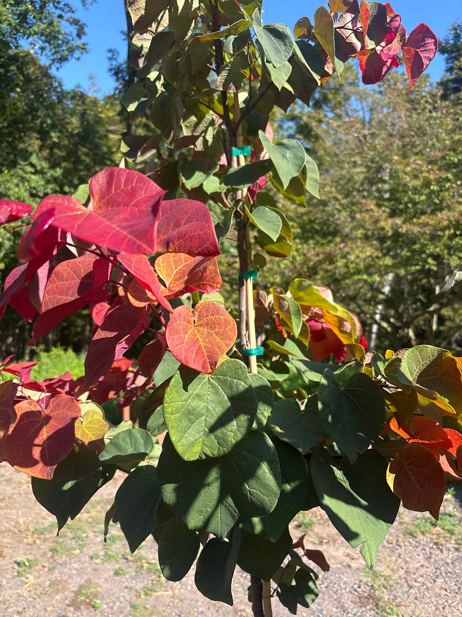 Hearts a Fire Redbud | Behmerwald Nursery - Behmerwald Nursery