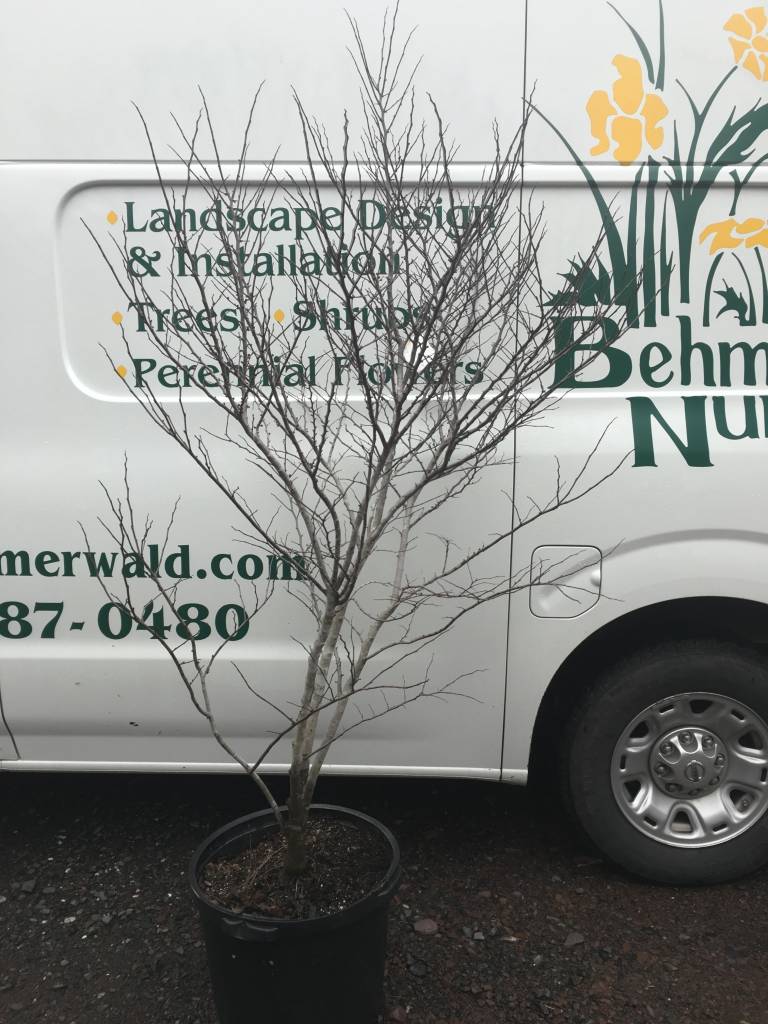 Cercis can. Ace of Hearts Redbud - Eastern, Ace of Hearts, #15 ...