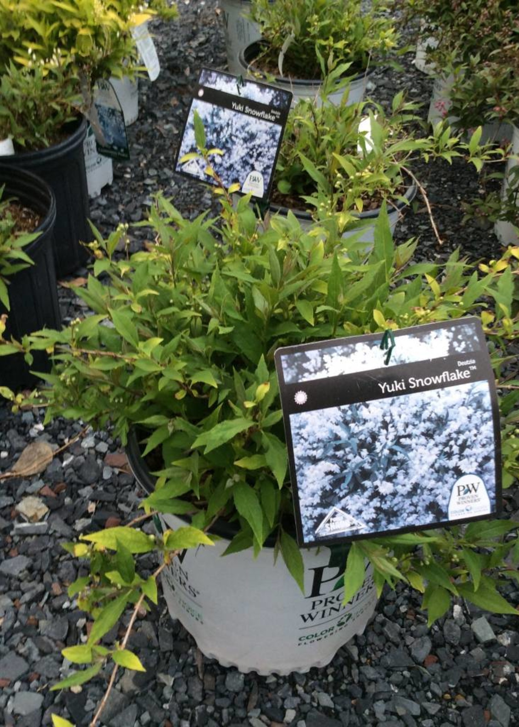 Deutzia NCDX1 Deutzia, Yuki Snowflake, #3 - Behmerwald Nursery