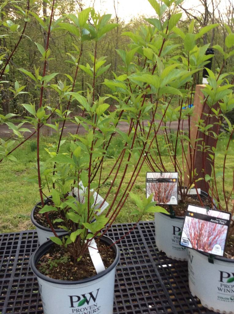Cornus stolon. Farrow Dogwood - Red Twig, Arctic Fire, #3 - Behmerwald ...