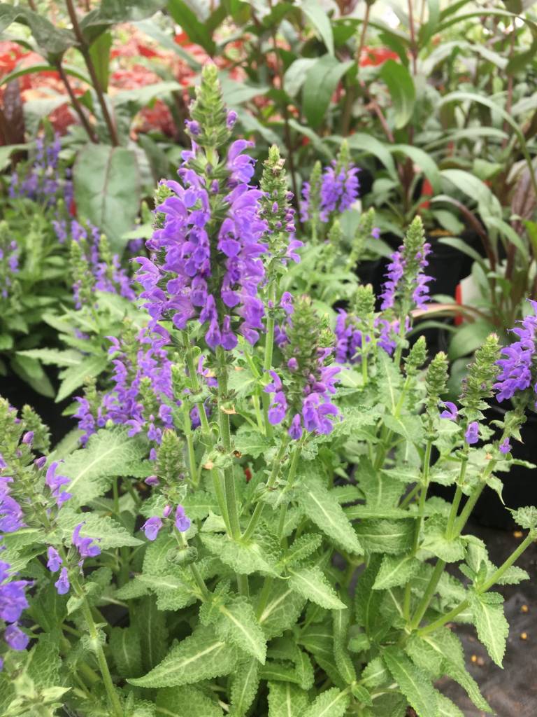 Salvia nem. Marcus Sage - Meadow, Marcus, #1 - Behmerwald Nursery