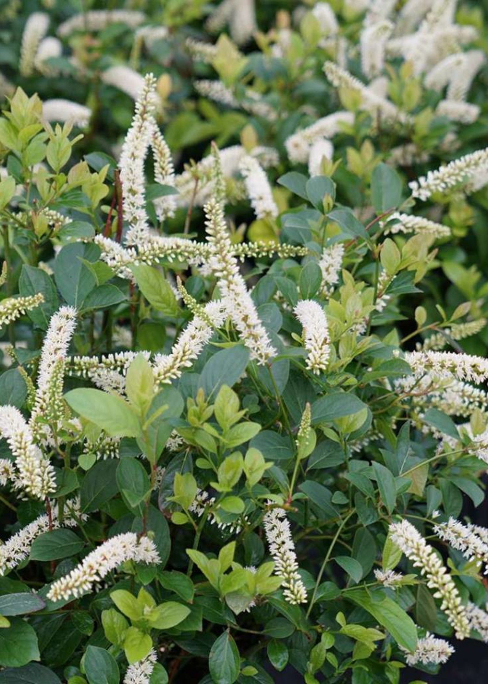 Itea virginica Scentlandia Sweetspire, Scentlandia, #3 - Behmerwald Nursery