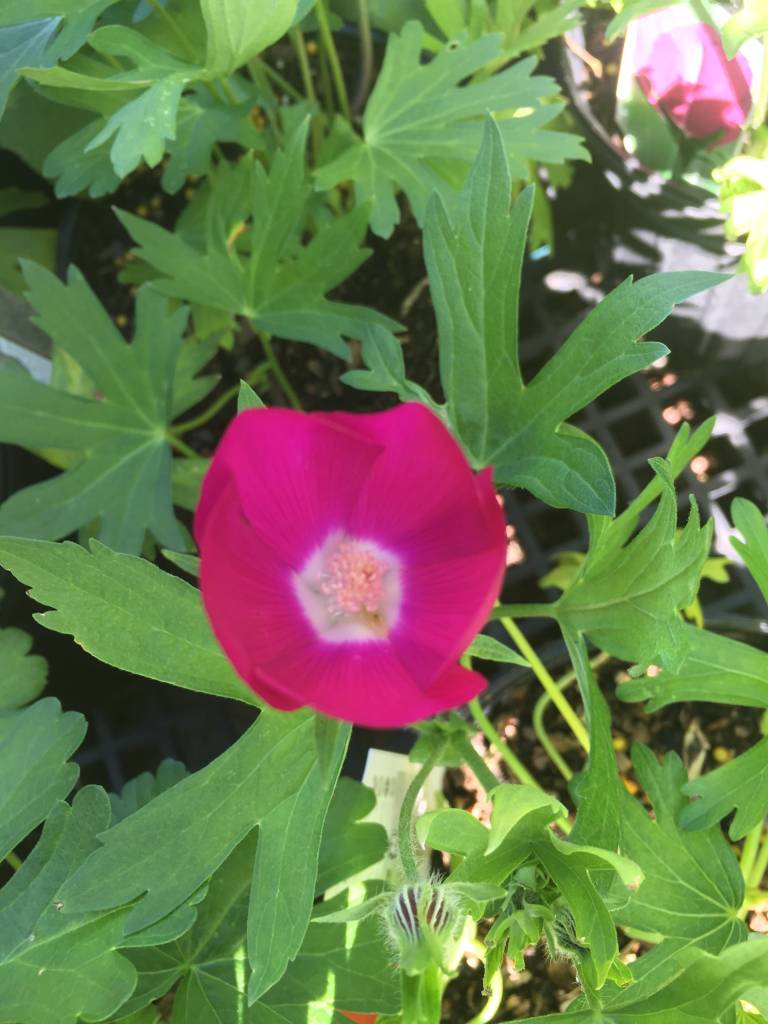 Callirhoe involucrata, Purple Poppy Mallow Wine Cups, #1 - Behmerwald ...