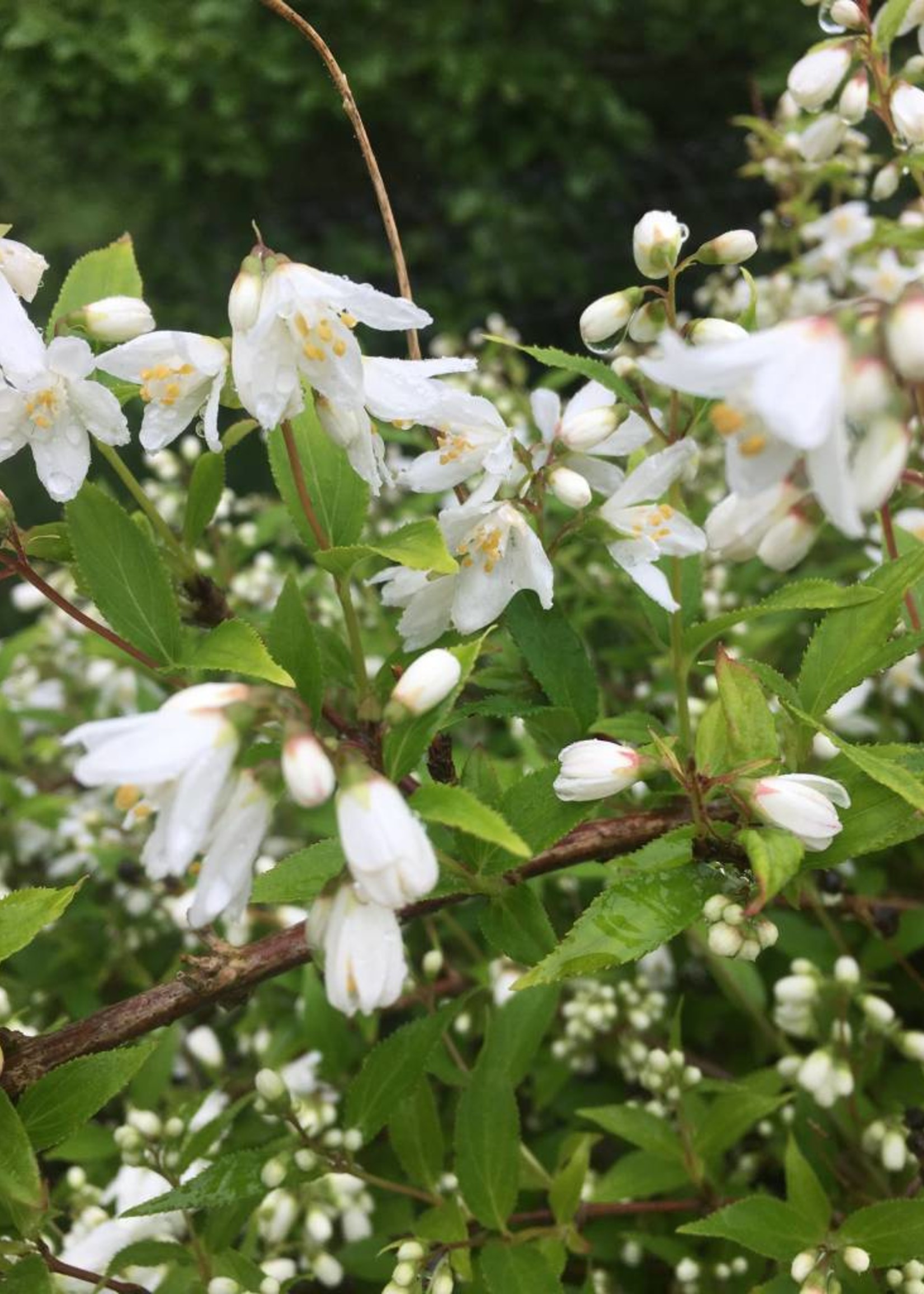 Deutzia NCDX1 Deutzia, Yuki Snowflake, #3 - Behmerwald Nursery