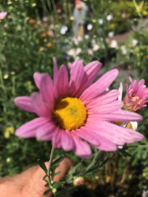 Chrysanthemum Raspberry Sorbet, #1 Container - Behmerwald Nursery