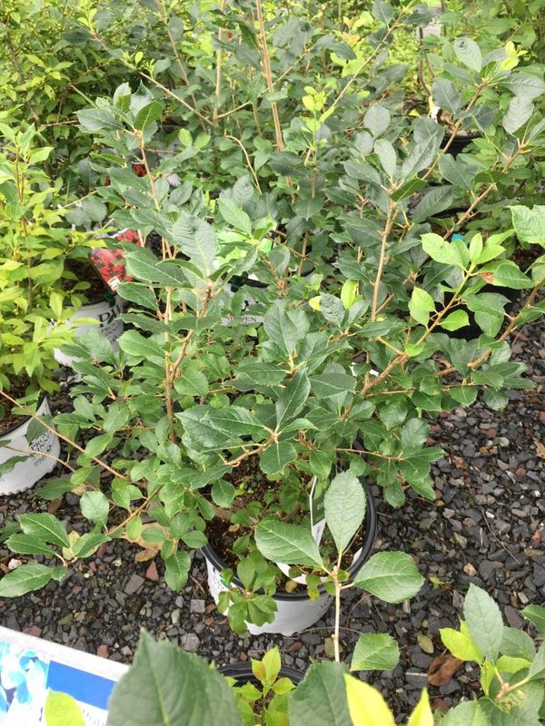 Ilex vert. Apollo Holly - Winterberry, Male Pollinator, #3 - Behmerwald ...