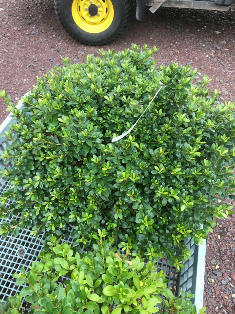 Azalea Gumpo Pink Azalea, Gumpo Pink Dwarf, #3 - Behmerwald Nursery