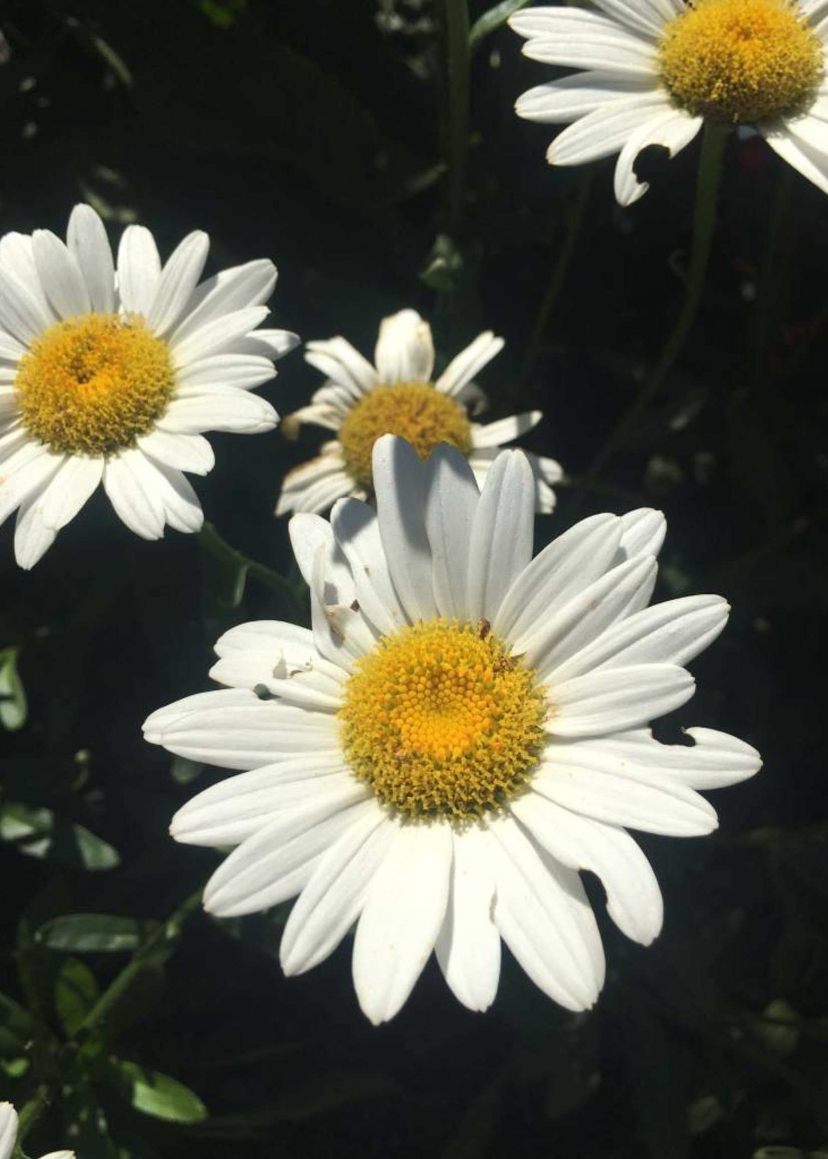 Leucanthemum Becky Daisy - Shasta, Becky, #1 - Behmerwald Nursery