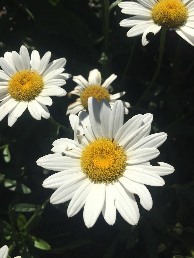Leucanthemum Becky Daisy - Shasta, Becky, #1 - Behmerwald Nursery