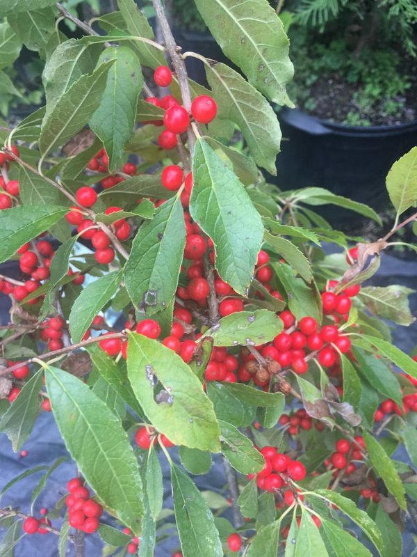 Ilex vert. Spravy Holly- Winterberry, Berry Heavy #3 - Behmerwald Nursery