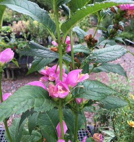 Chelone glabra Turtlehead, White, #1 - Behmerwald Nursery