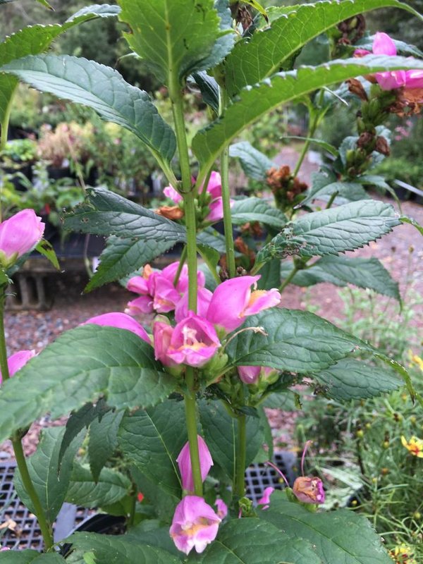 Chelone glabra Turtlehead, White, #1 - Behmerwald Nursery
