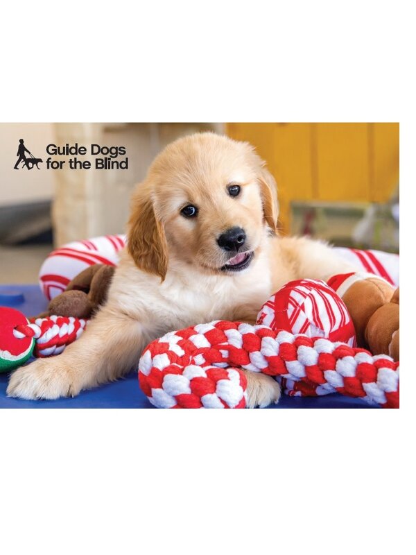 Guide Dogs for the Blind - Guide Dogs for the Blind