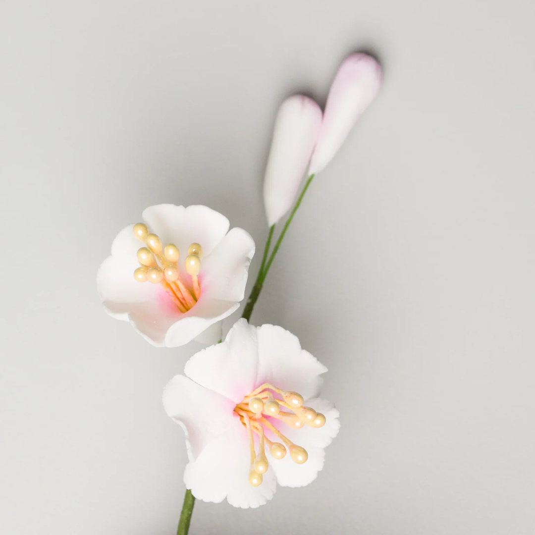 SUGAR FLOWER CHERRY BLOSSOM WHITE / PINK FILLER 3" - eCakeSupply