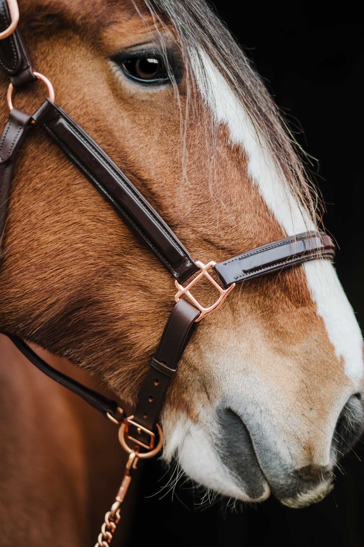 The Grand Prix Collection: Patent Leather Halter - Anytime Tack