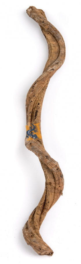 Vigne sinueuse - Twisty vine - Magazoo, l'Univers des Reptiles