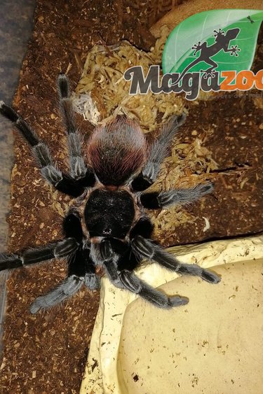 Mygale/Araignée - Magazoo, l'Univers des Reptiles