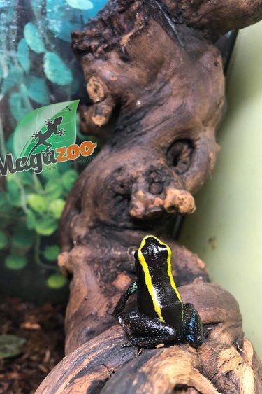 Amphibiens - Magazoo, l'Univers des Reptiles