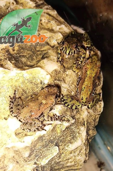 Amphibiens - Magazoo, l'Univers des Reptiles