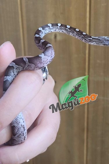 Snakes - Magazoo, the Universe of Reptiles