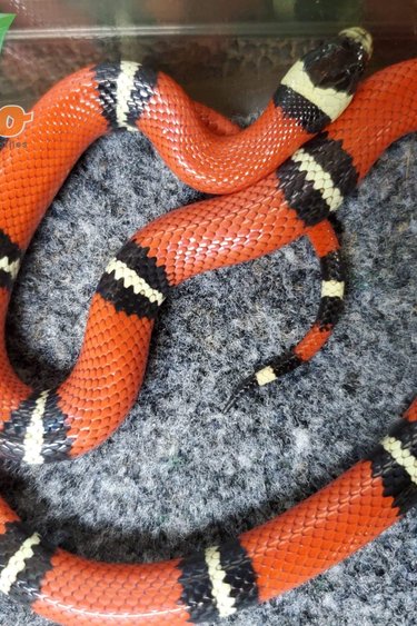 Snakes - Magazoo, the Universe of Reptiles