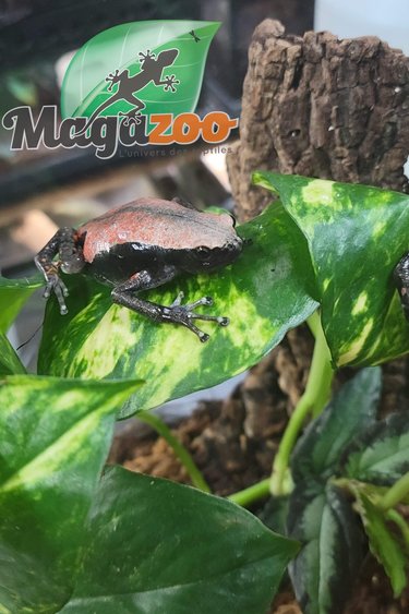 Amphibians - Magazoo, the Universe of Reptiles