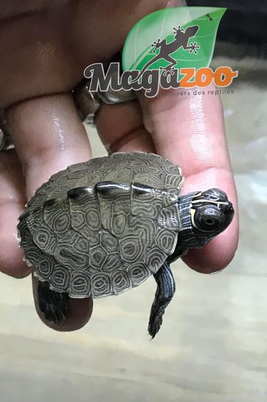Tortues - Magazoo, l'Univers des Reptiles