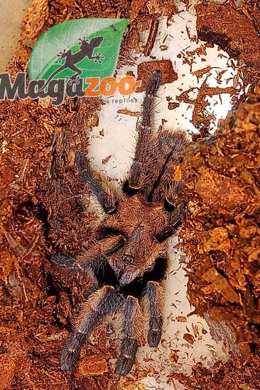 Mygale/Araignée - Magazoo, l'Univers des Reptiles