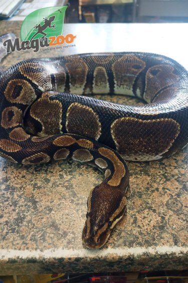 Collection - Magazoo, the Universe of Reptiles