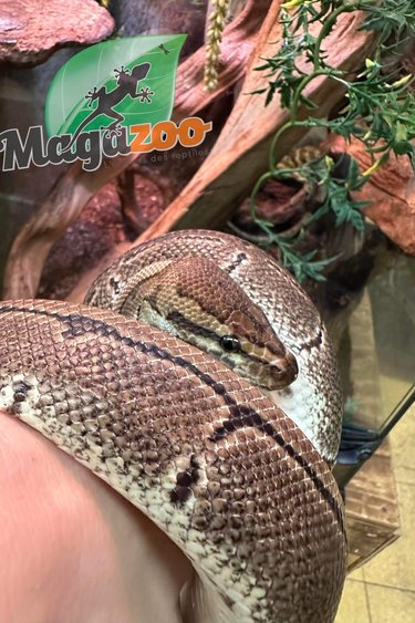 Snakes - Magazoo, the Universe of Reptiles