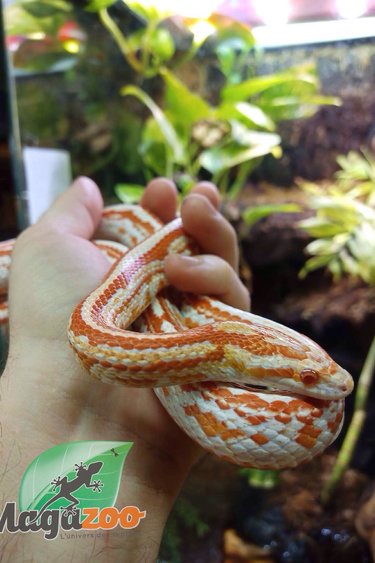 Serpents - Magazoo, l'Univers des Reptiles