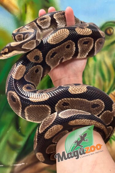 Adoption - 2ième chance - Magazoo, l'Univers des Reptiles