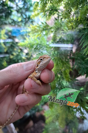 Nouveautés - animaux - Magazoo, l'Univers des Reptiles