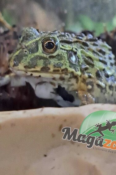 Amphibiens - Magazoo, l'Univers des Reptiles